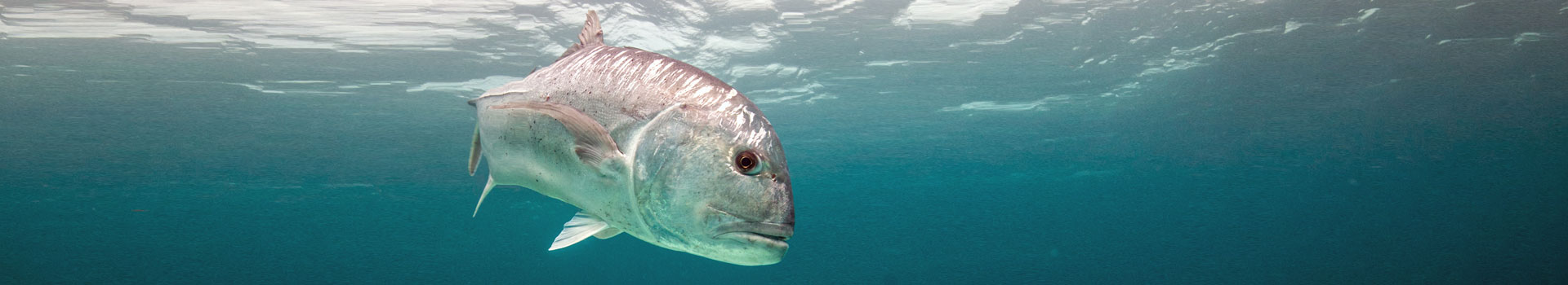 Ulua – Hawaiʻi Institute of Marine Biology