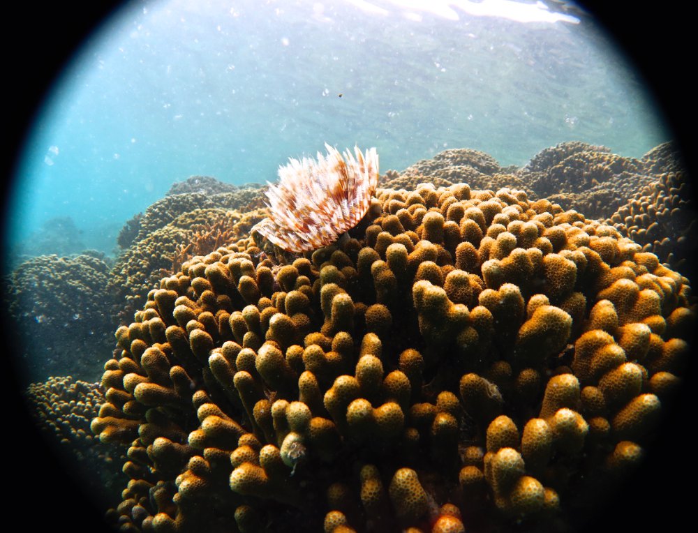 Good bacteria vital to coral reef survival - Hawaiʻi Institute of ...